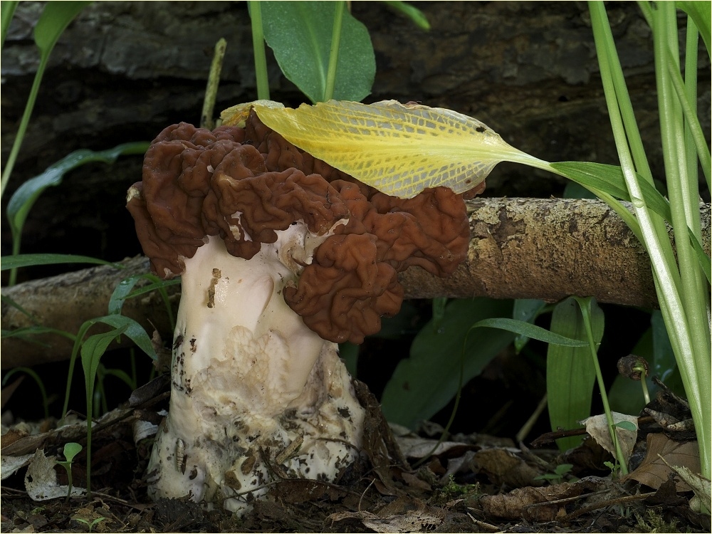 Lorchel statt Morchel Foto & Bild | pflanzen, pilze & flechten, pilze ...