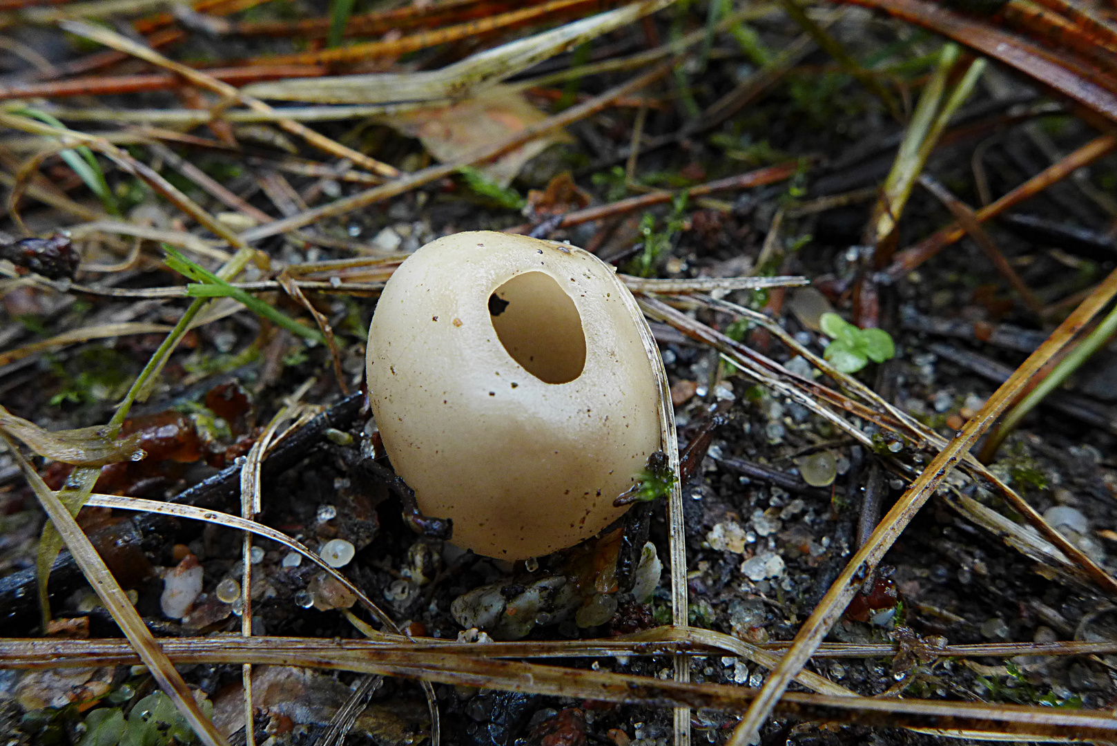 Lorchel von heute Vormittag -2- Foto & Bild | pflanzen, pilze ...
