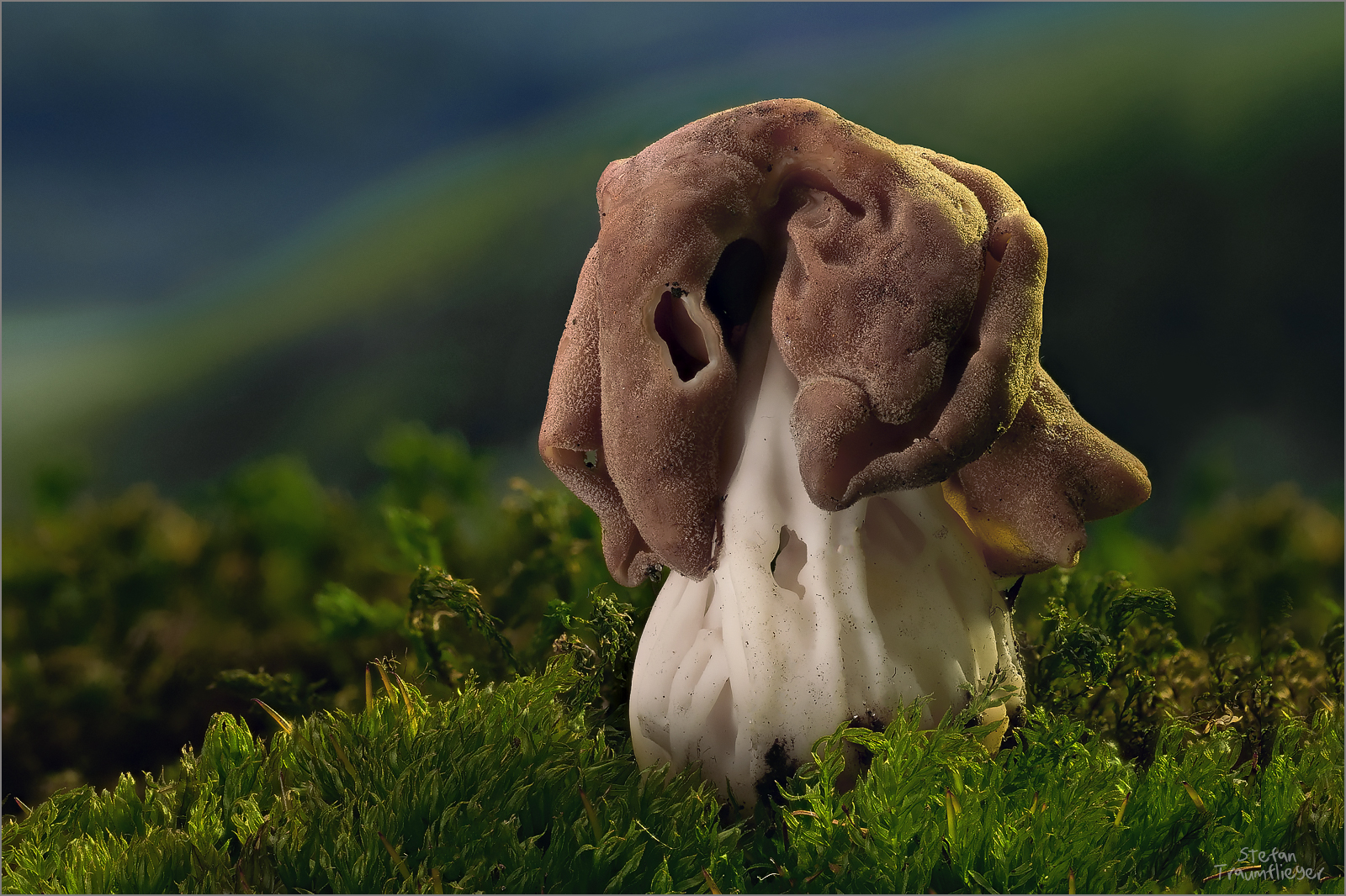 lorchel_1 Foto & Bild | makro, natur, pflanzen Bilder auf fotocommunity