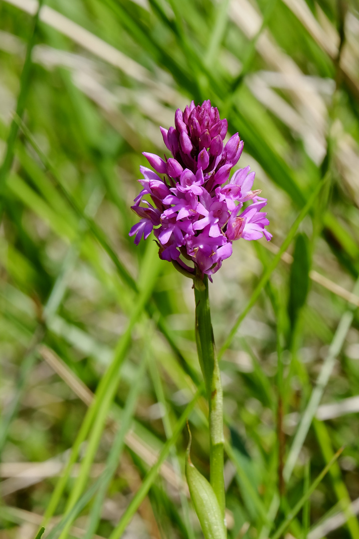 l’orchidée sauvage photo et image | nature, fleurs, orchidées Images ... l’orchidée sauvage photo et image | nature, fleurs, orchidées Images ...