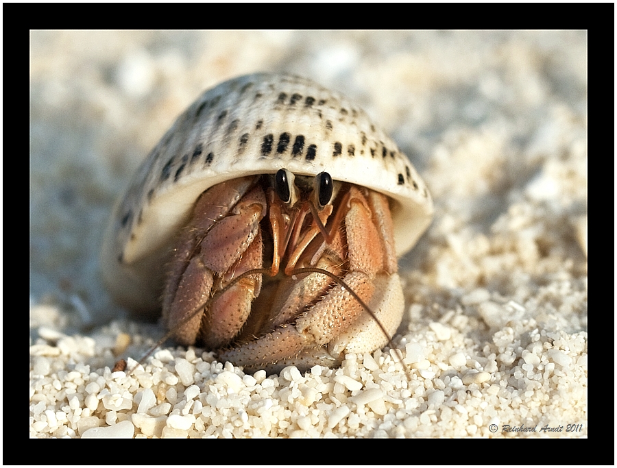 Lord Helmchen Foto & Bild | tiere, wildlife, krebse Bilder auf ...