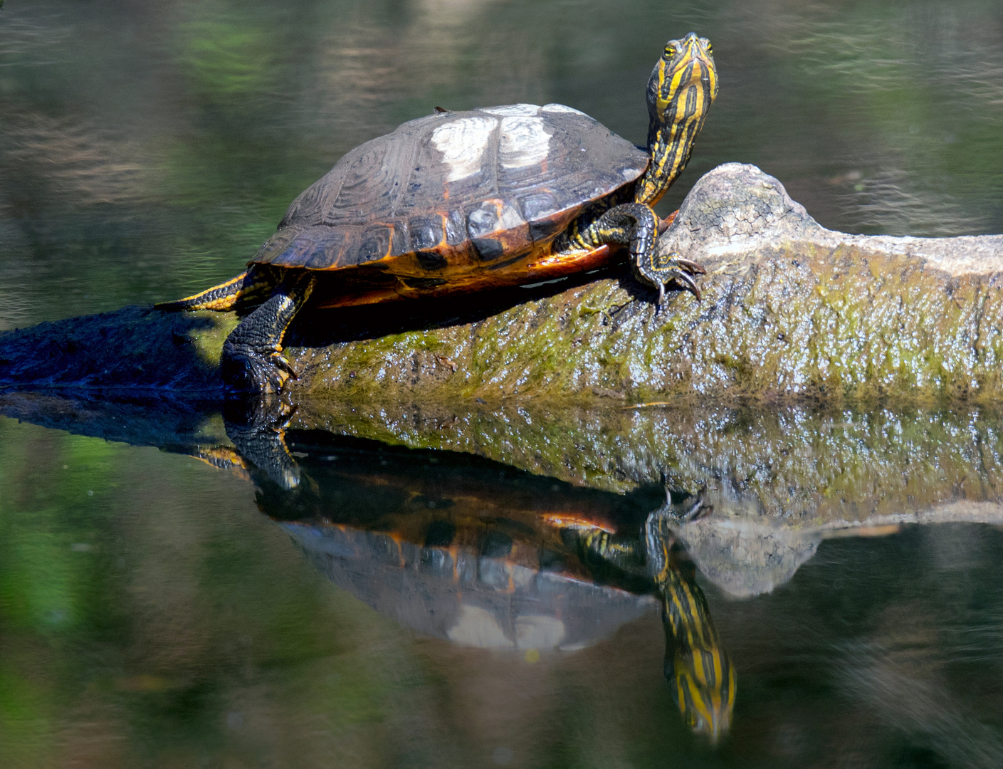 Lord Helmchen Foto & Bild | spezial, wasser, natur Bilder auf fotocommunity