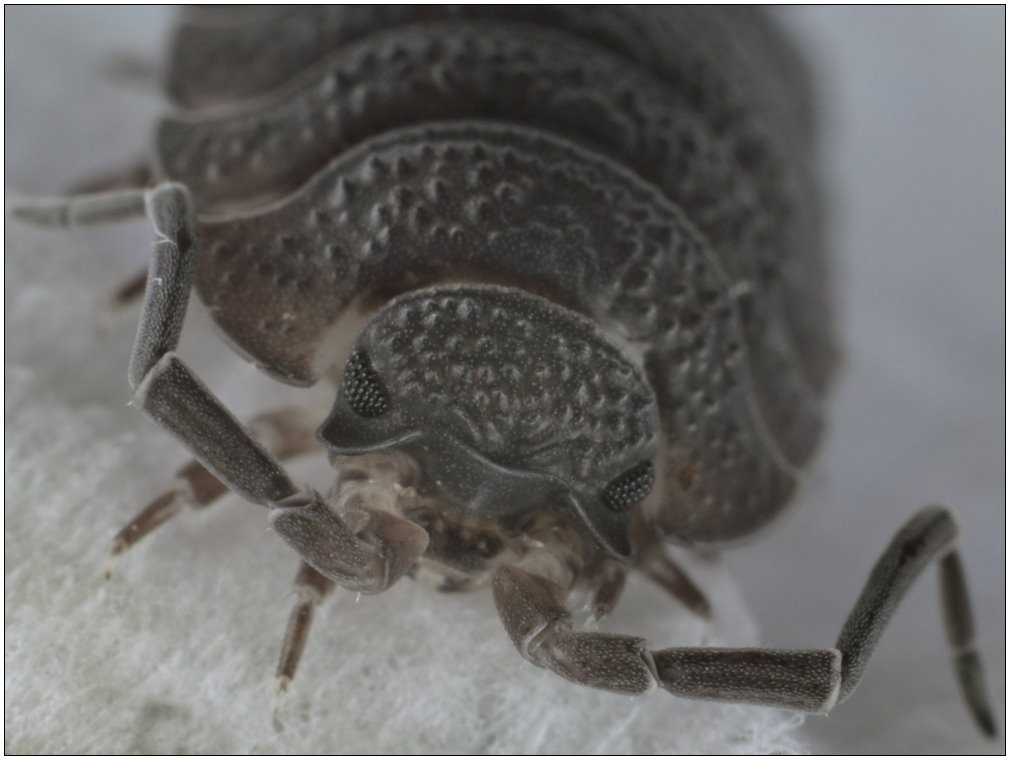 Lord Helmchen I Foto & Bild | natur-makros, natur-kreativ ...