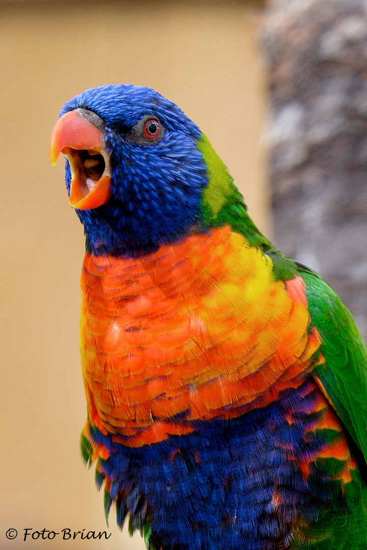 Lori Papagei 2 Foto & Bild | tiere, zoo, wildpark & falknerei, vögel ...