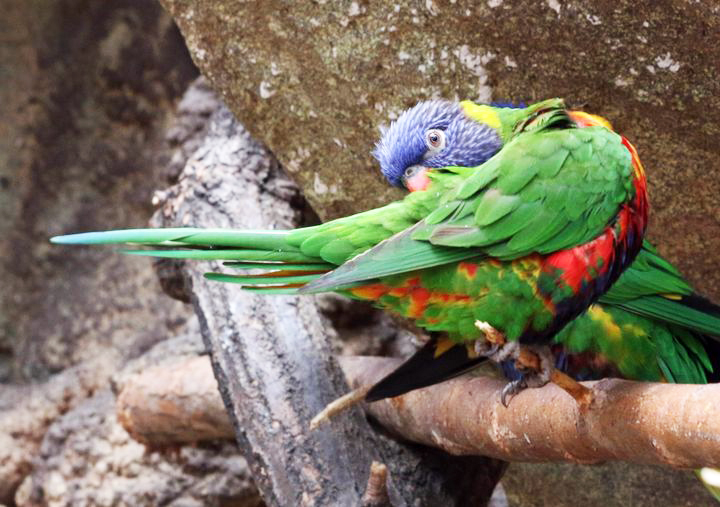 Loriini Foto & Bild | fotos, natur, tier Bilder auf fotocommunity