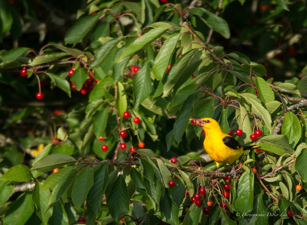 Loriot photo et image | nature, animaux, oiseaux Images fotocommunity
