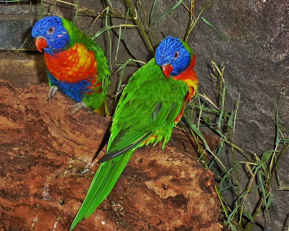 Loris Foto & Bild | tiere, wildlife, wild lebende vögel Bilder auf ...