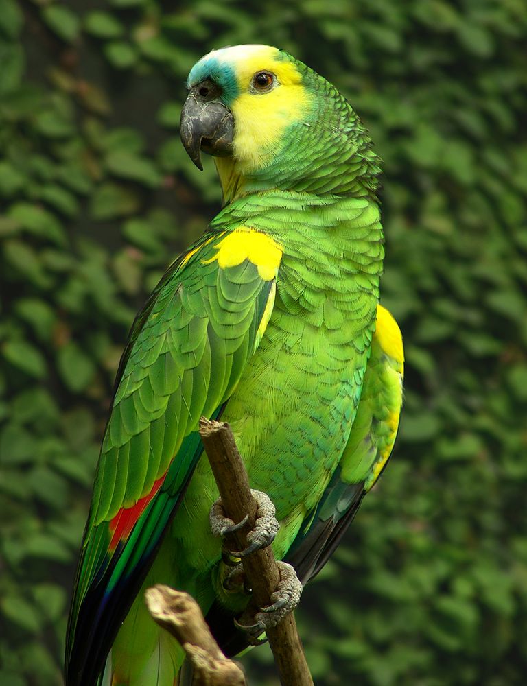 LORITO,LORITO donde vas tu tan Bonito Imagen & Foto | concurso especial ...