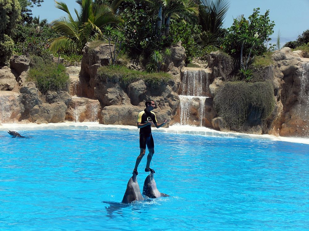 Loro Parque Foto & Bild | europe, canary islands die kanaren, spain ...