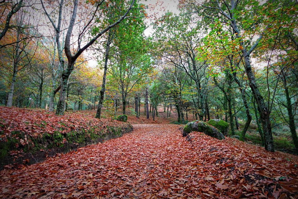 Los colores del Otoño Imagen & Foto | estaciones del año, otoño ...