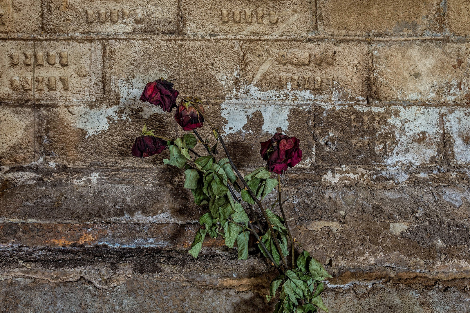 Lost Flower Foto & Bild | architektur, marodes, projekte Bilder auf ...