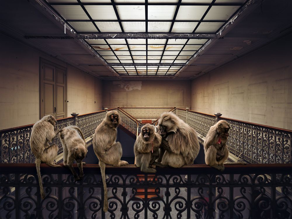 Lost Monkeys Foto & Bild | lost places, composing, affen Bilder auf ...