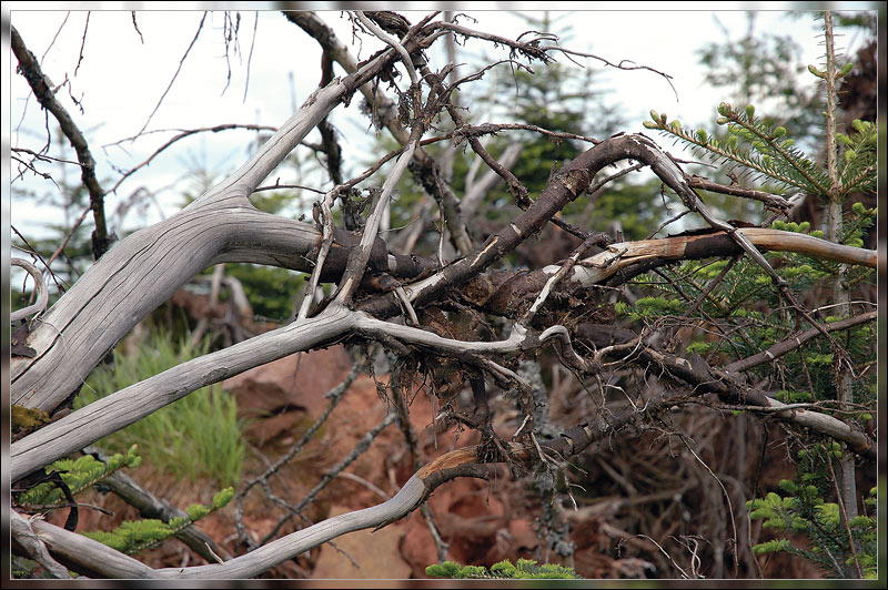 Lothar II Foto & Bild | deutschland, europe, baden- württemberg Bilder ...