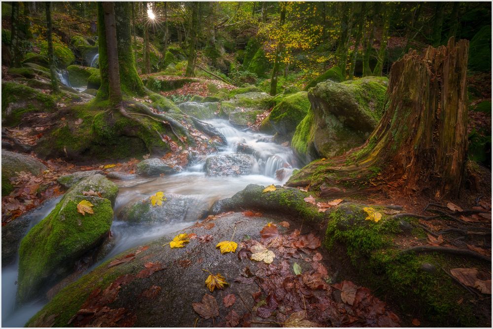 Lothlorien 1 Foto & Bild | landschaft, jahreszeiten, herbst Bilder auf fotocommunity