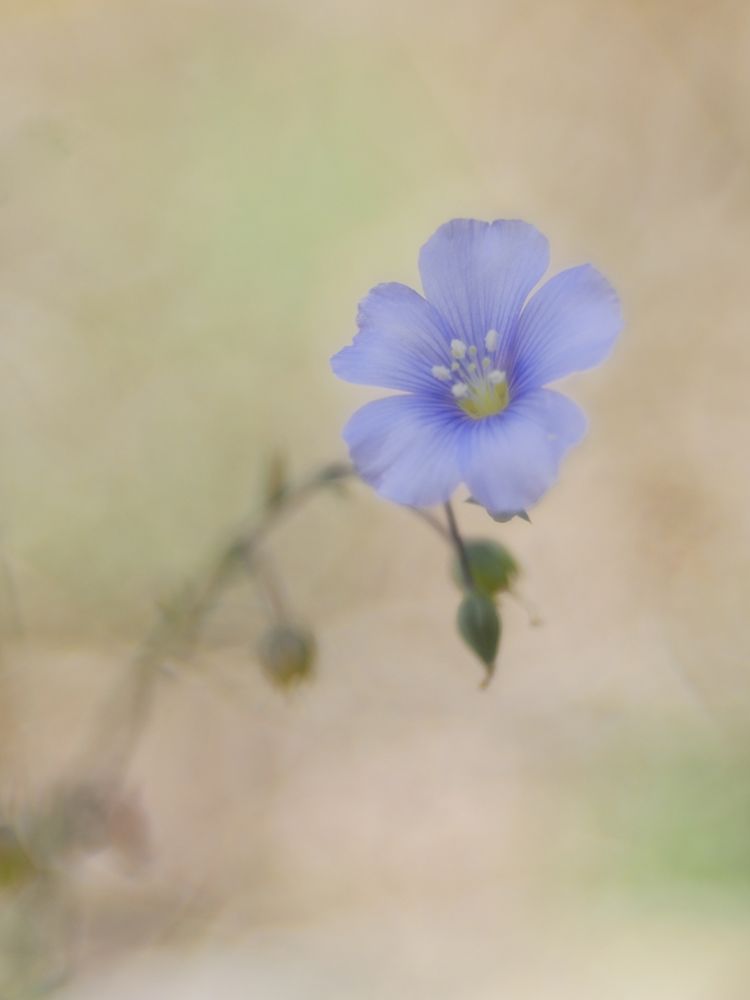 Lothringer Lein (Linum leonii) Foto & Bild | natur, pflanzen ...