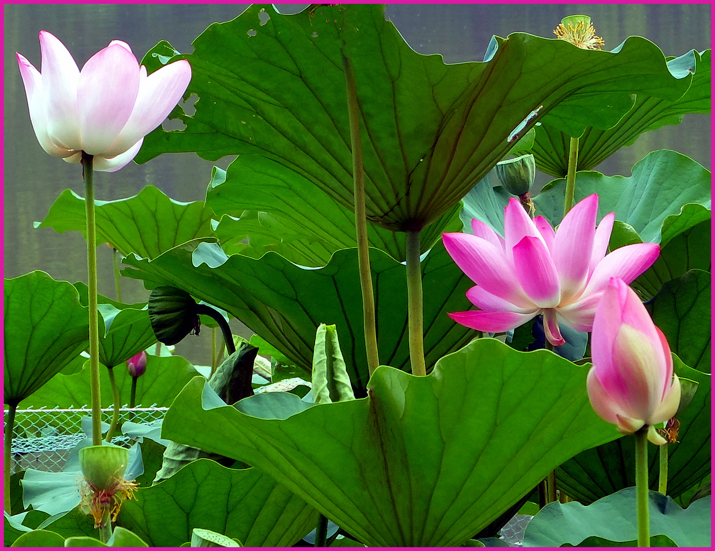 Lotus photo et image | asia, china, east asia Images fotocommunity
