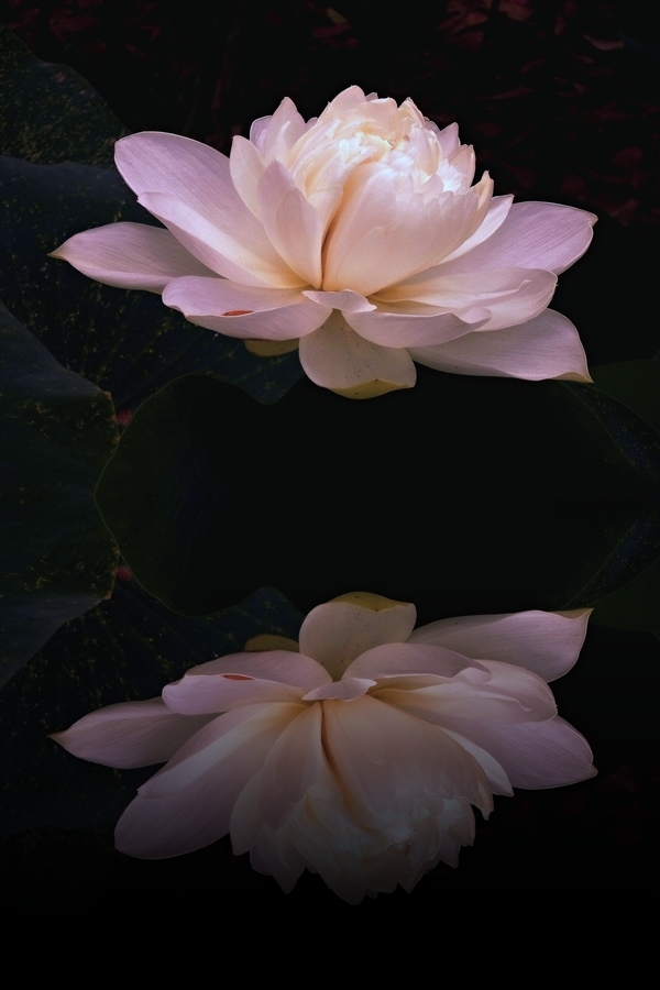 Lotus Reflection Imagen & Foto | fotos, flower, flowers Fotos de ...