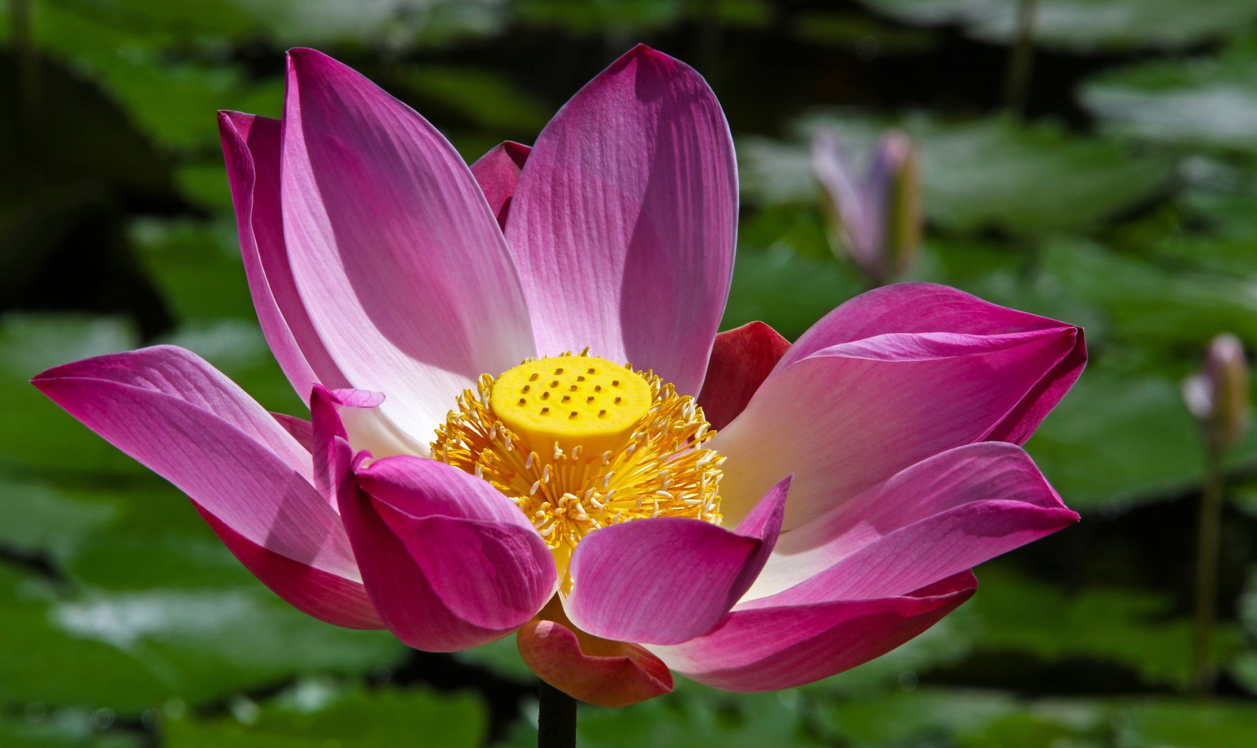 Lotusblüte Foto & Bild | world, blume, blüte Bilder auf fotocommunity