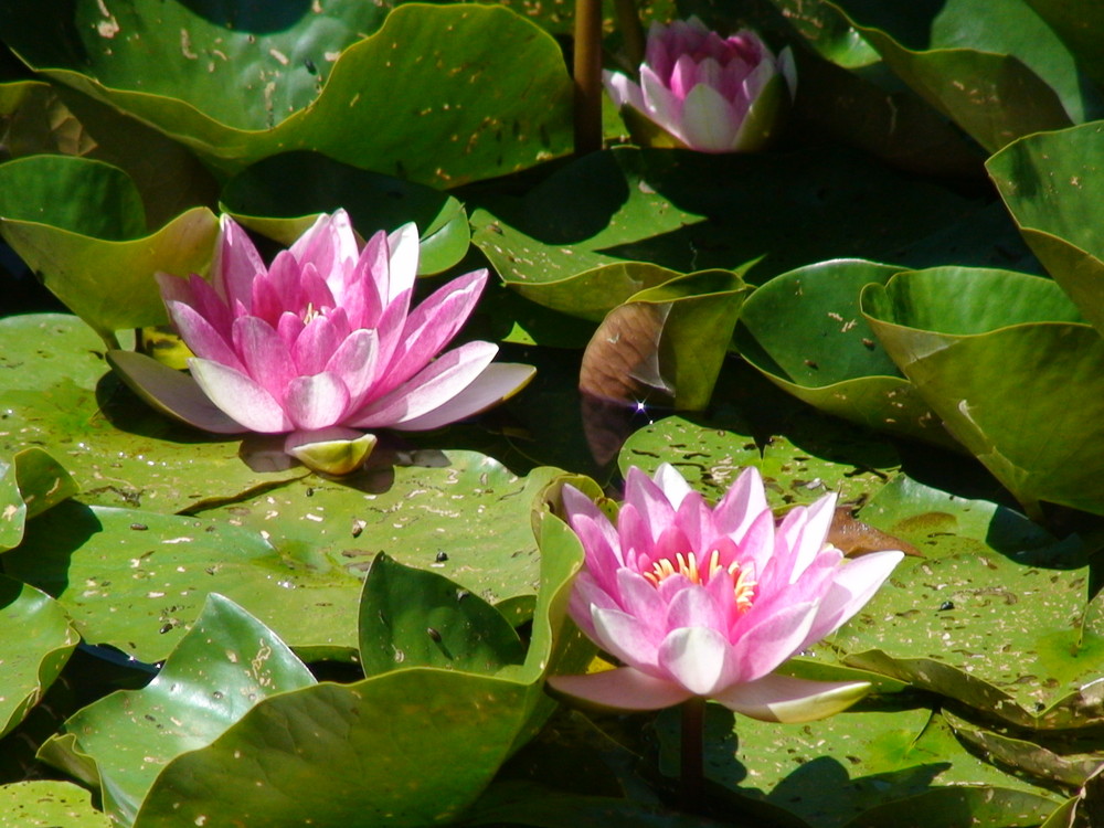 Lotusblüten Foto & Bild | pflanzen, pilze & flechten, blüten ...