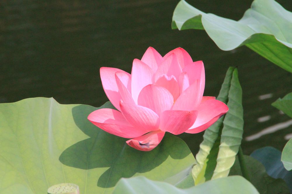 Lotusblume Foto & Bild | china, world, natur Bilder auf fotocommunity