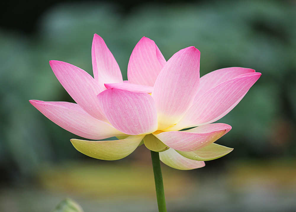 Lotusblume Foto & Bild | pflanzen, pilze & flechten, blüten ...