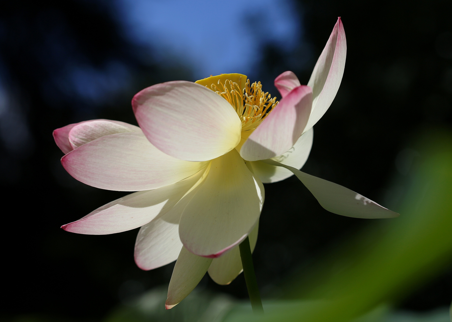 Lotusblume Foto & Bild | pflanzen, pilze & flechten, blüten ...