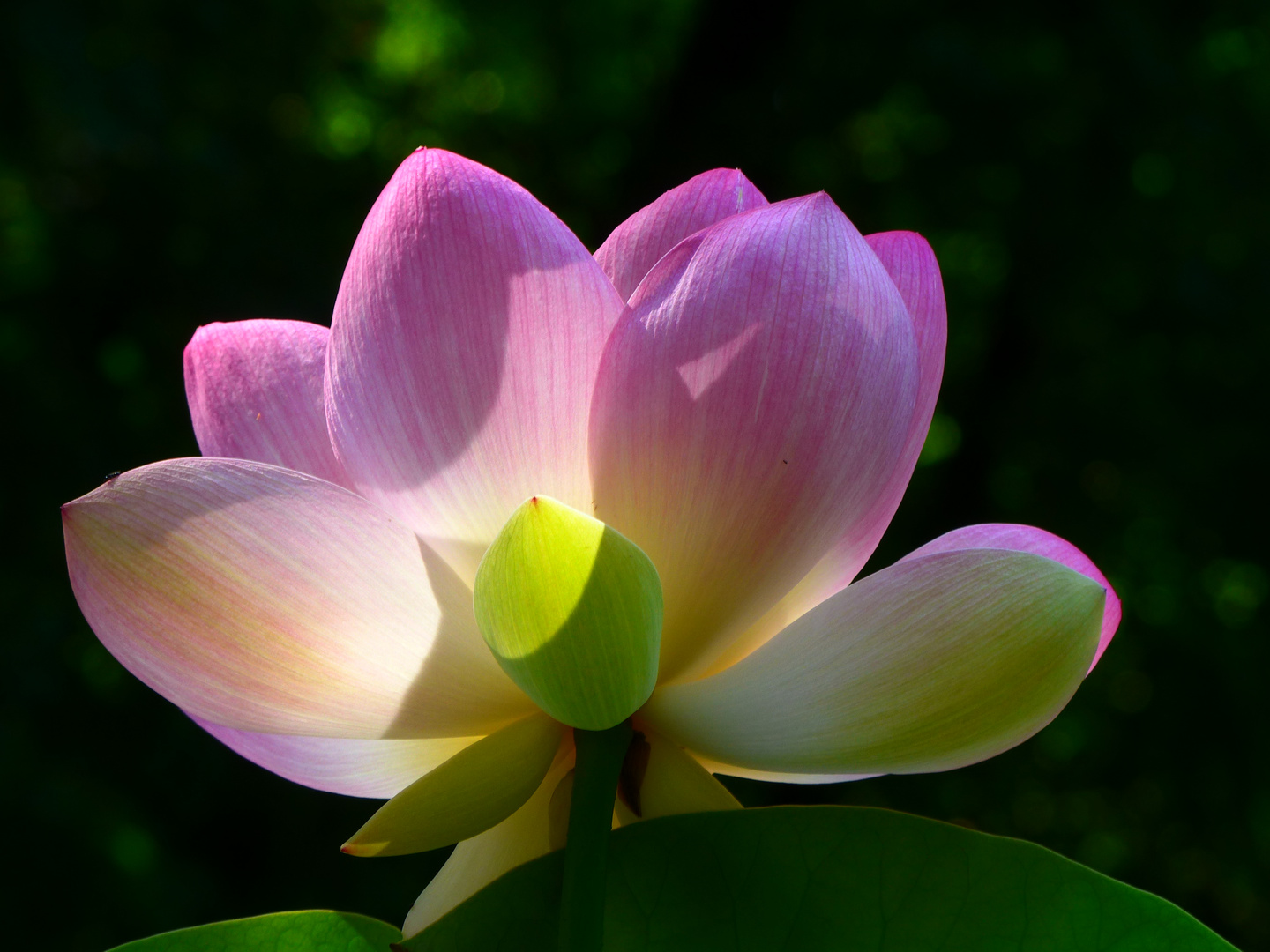 - Lotusblume - Foto & Bild | pflanzen, pilze & flechten, blüten ...