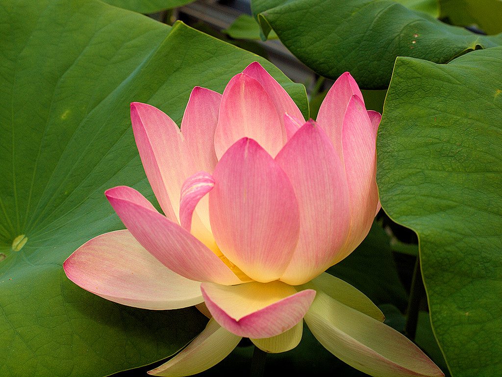 Lotusblume Foto & Bild | natur, blumen Bilder auf fotocommunity