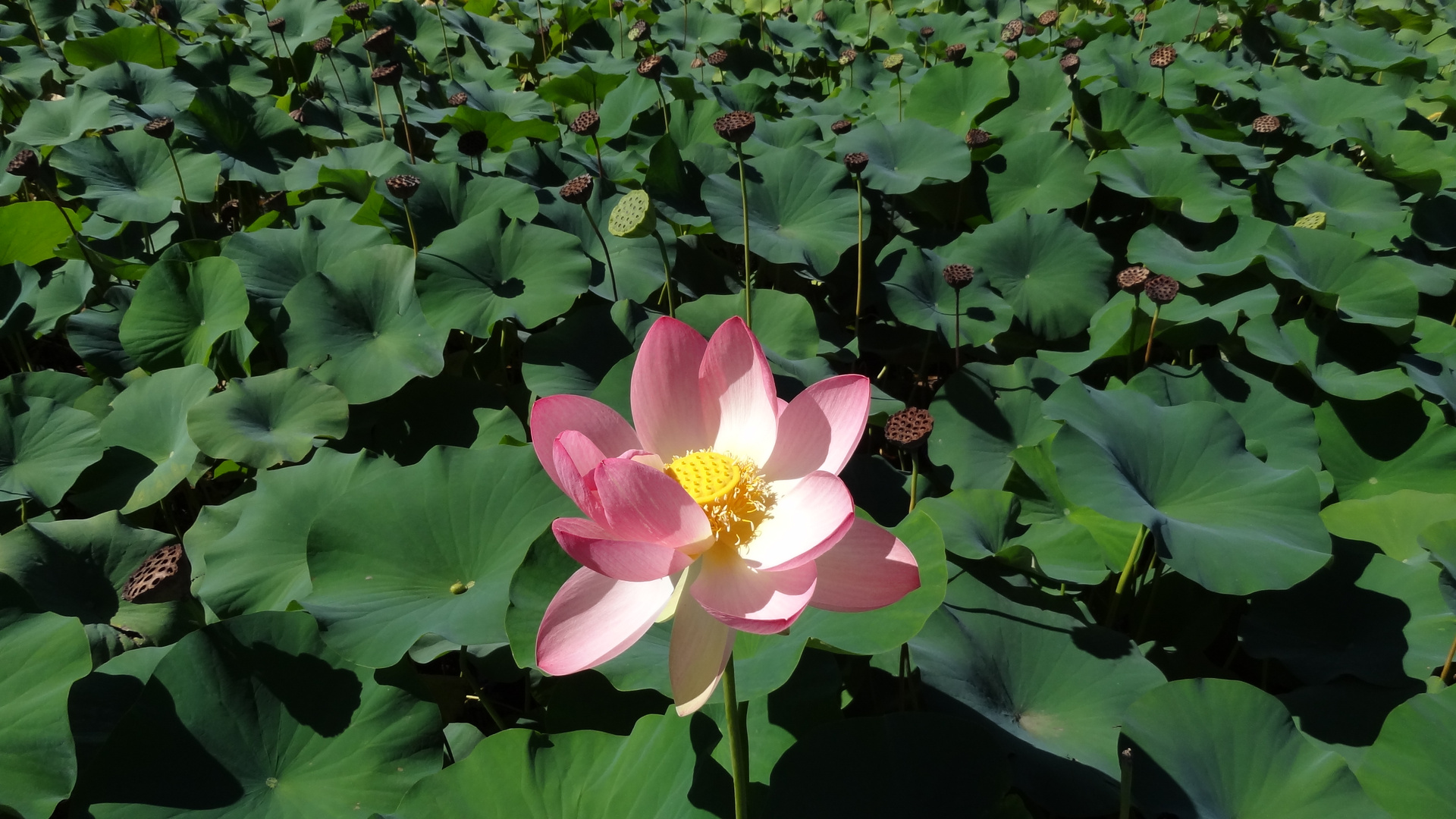 Lotusblume Foto & Bild | fotos, natur, landschaft Bilder auf fotocommunity