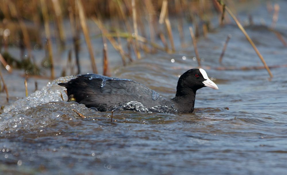 "Lotuseffekt" Foto & Bild | tiere, wildlife, wild lebende vögel Bilder ...
