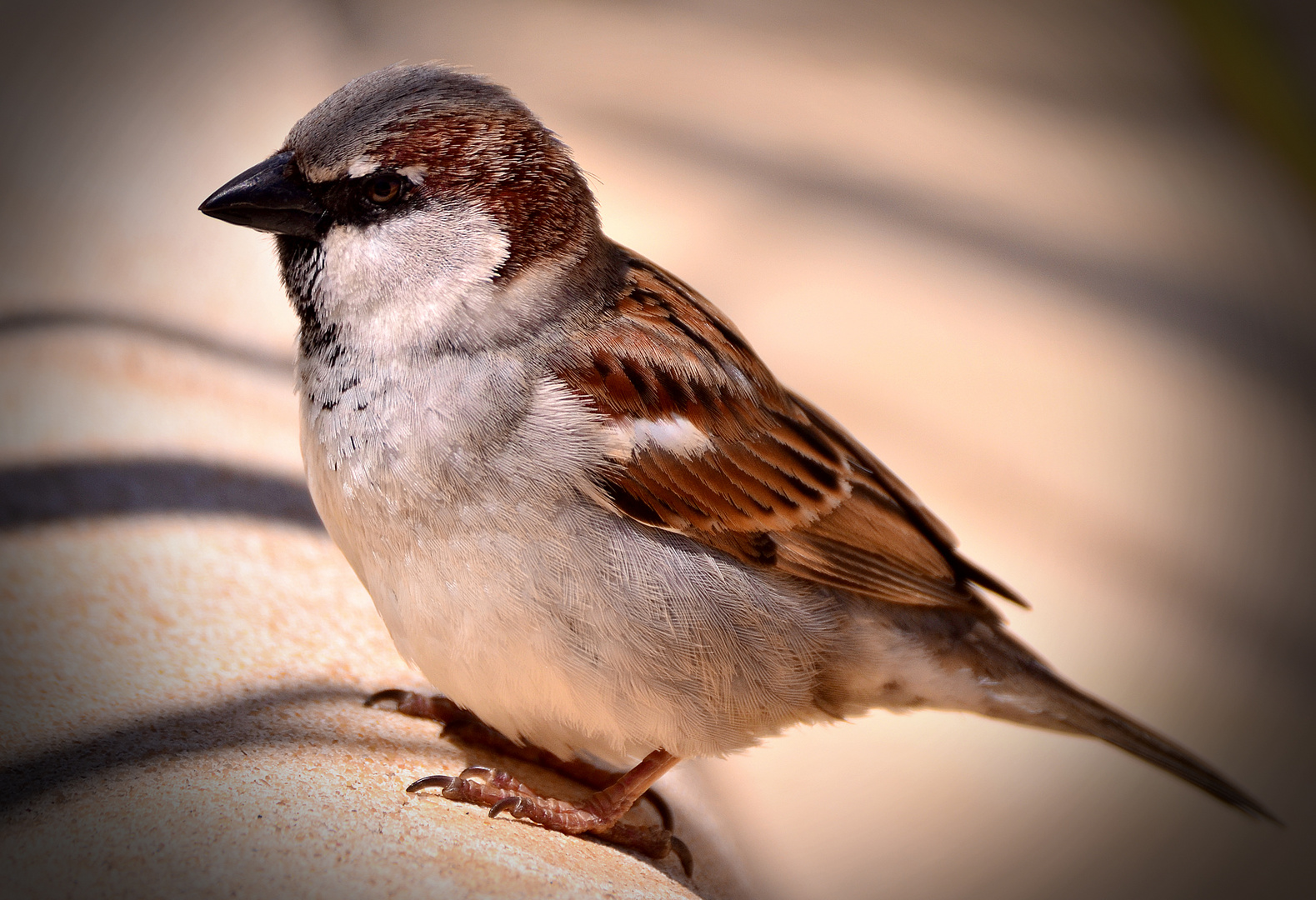 Lou pitchoun photo et image | animaux, animaux sauvages, oiseaux Images ...
