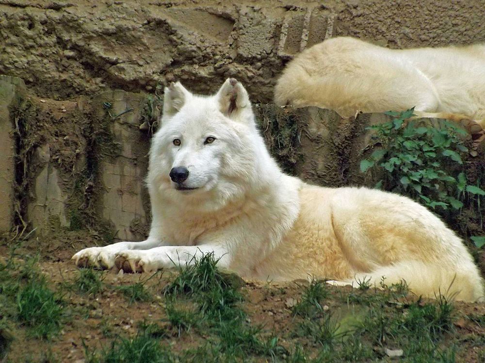 Loup blanc photo et image | animaux, zoo et animaux en captivité ...