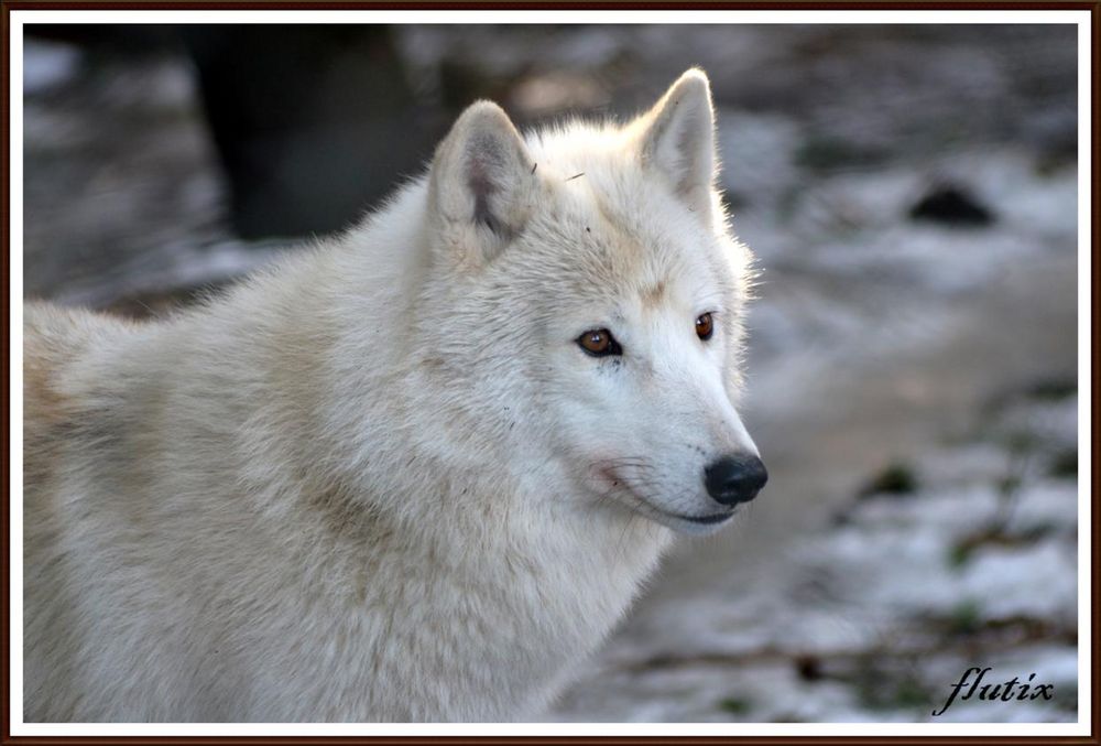 LOUP BLANC ( photos prises au PARC a LOUPS de CHABRIERES creuse 23 ...