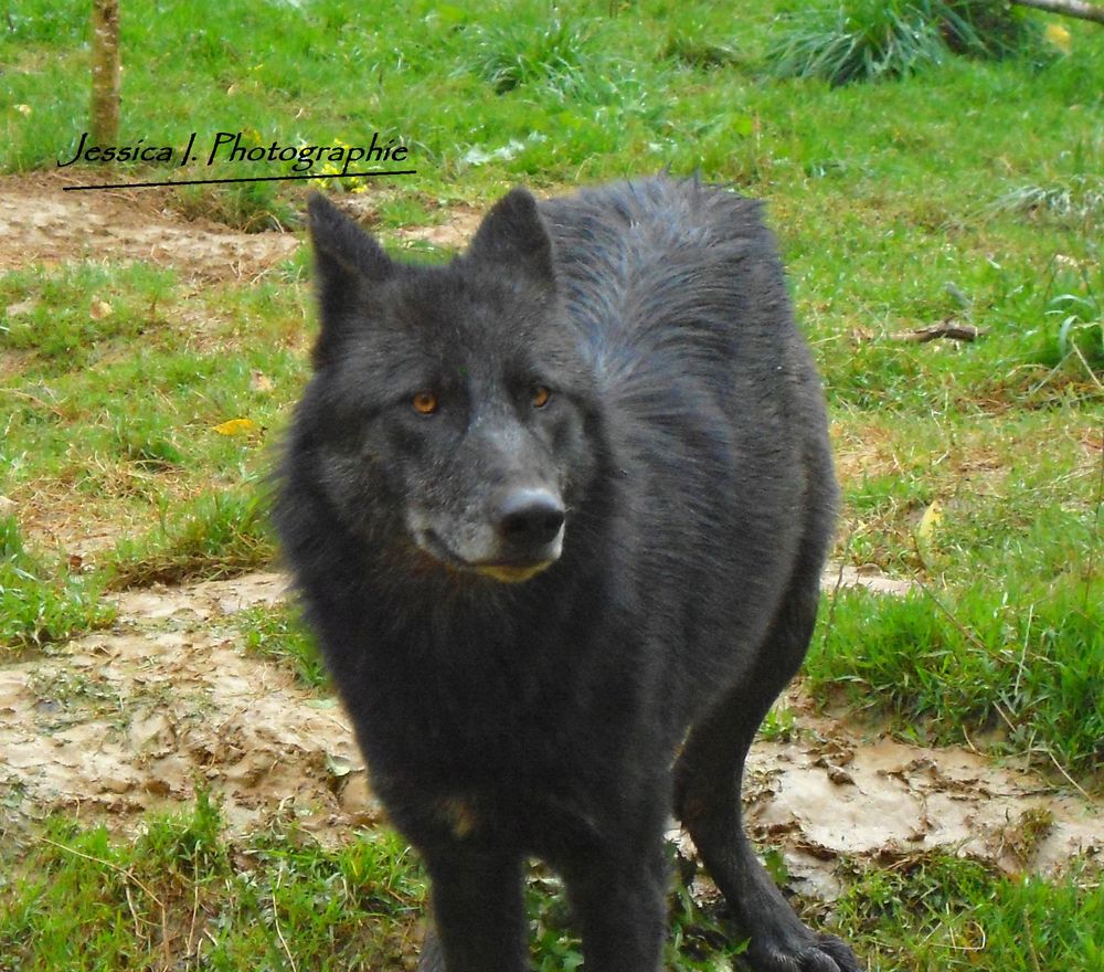 Loup de Mackenzie, Portrait photo et image | animaux, zoo et animaux en ...