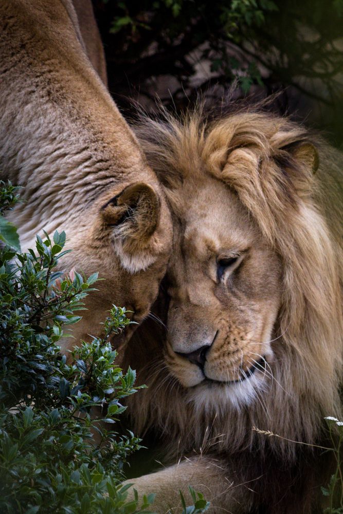 love Foto & Bild | tiere, zoo, wildpark & falknerei, natur Bilder auf ...
