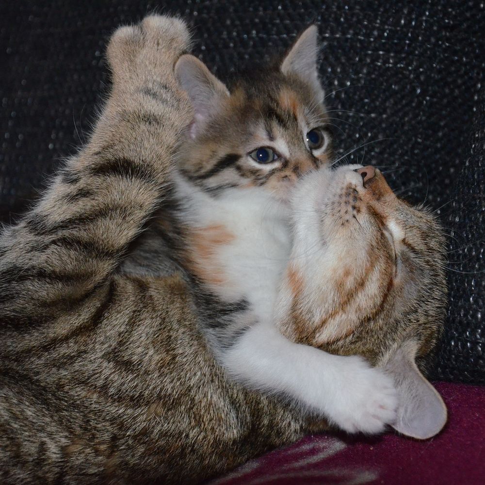 Love is... Foto & Bild | emotionen, liebe, katzen Bilder auf fotocommunity