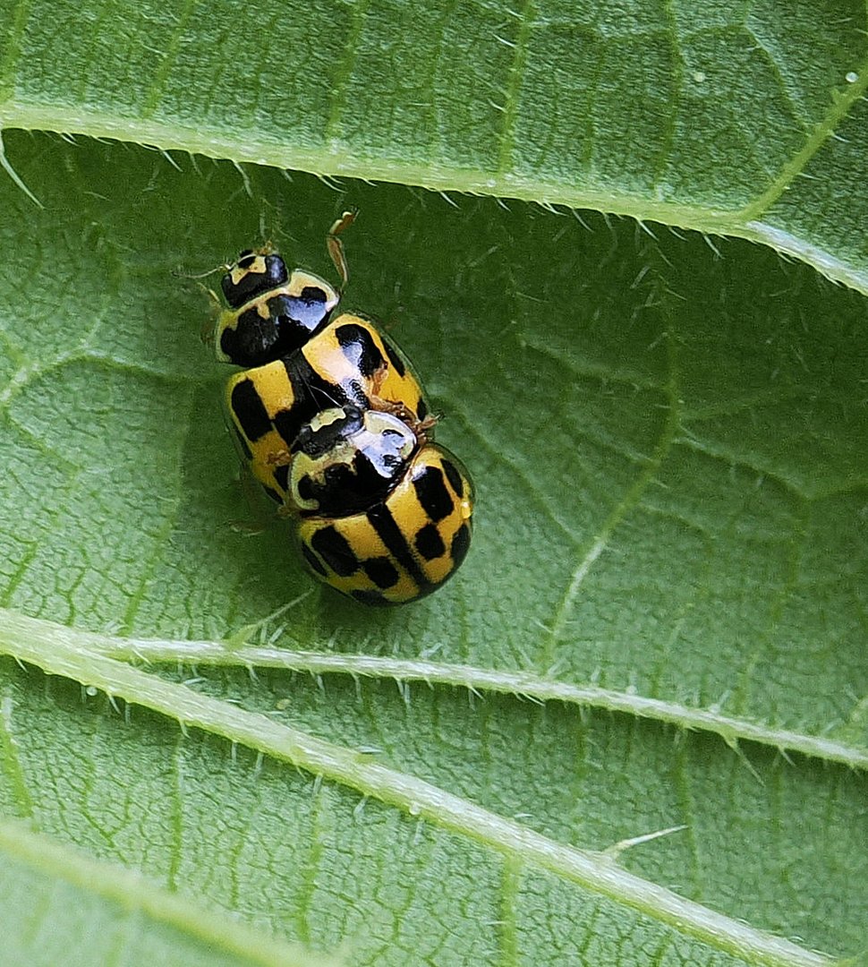 Love is in the air… Foto & Bild | fotos, natur, insekt Bilder auf ...