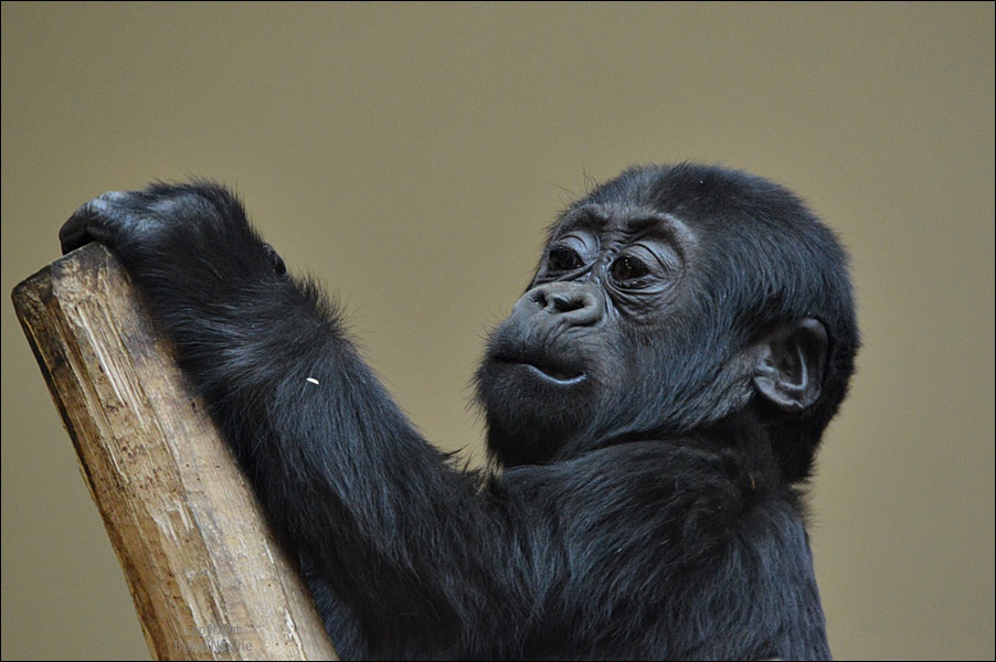 LOVELY !!! Foto & Bild | natur, tiere, zoo, wildpark & falknerei Bilder ...