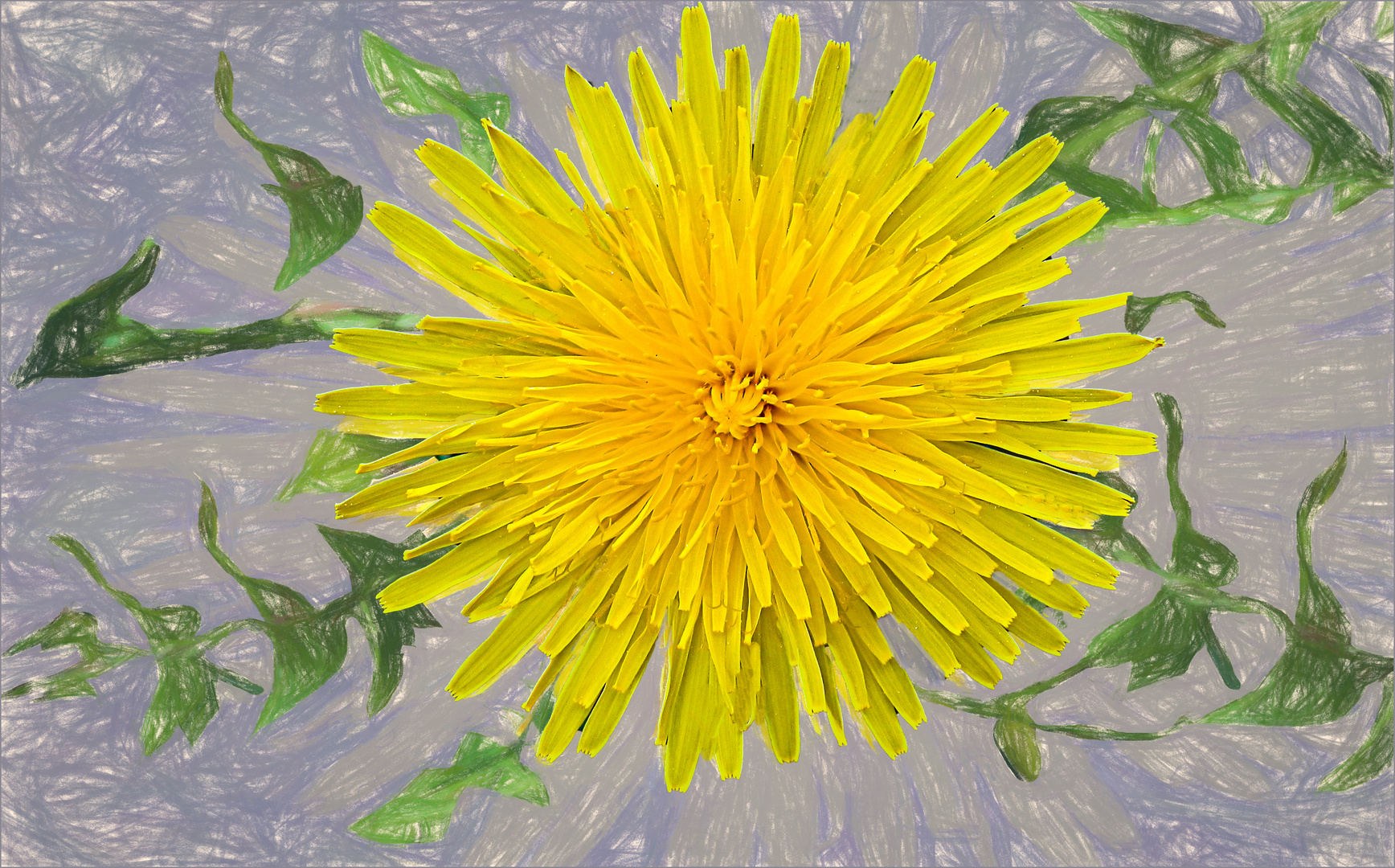 Lowenzahn Foto & Bild | blumen , natur, macro Bilder auf fotocommunity