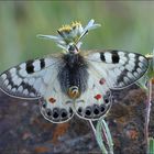 - loxias - Foto & Bild | natur, insekten, tiere Bilder auf fotocommunity