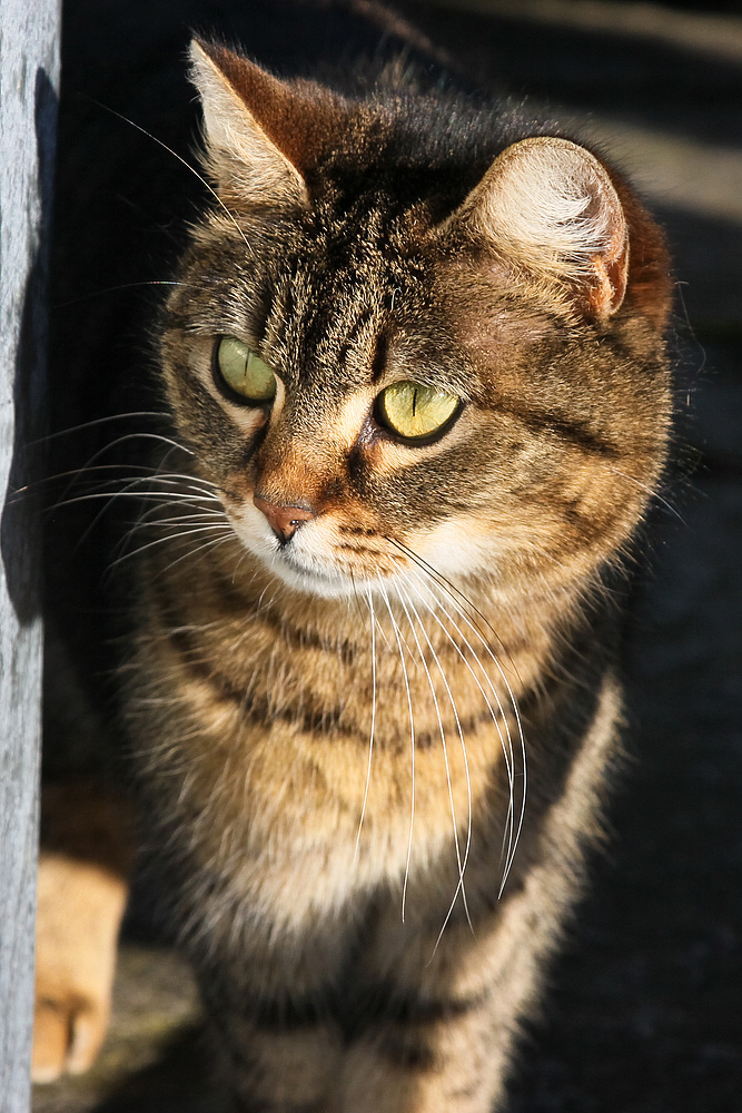 Luana ... Foto & Bild | tiere, haustiere, katzen Bilder auf fotocommunity