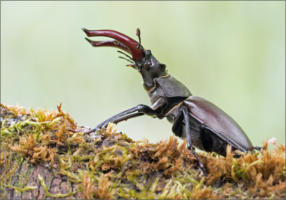 Lucanus cervus ... Foto & Bild | tiere, wildlife, insekten Bilder auf ...