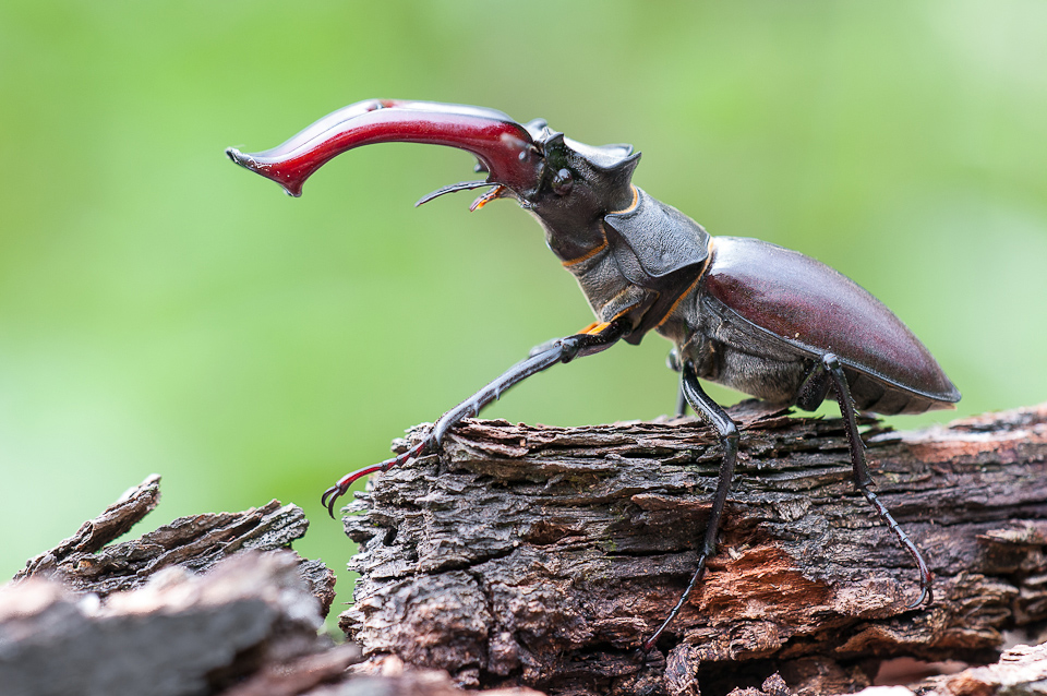 Lucanus cervus Foto & Bild | tiere, wildlife, insekten Bilder auf ...