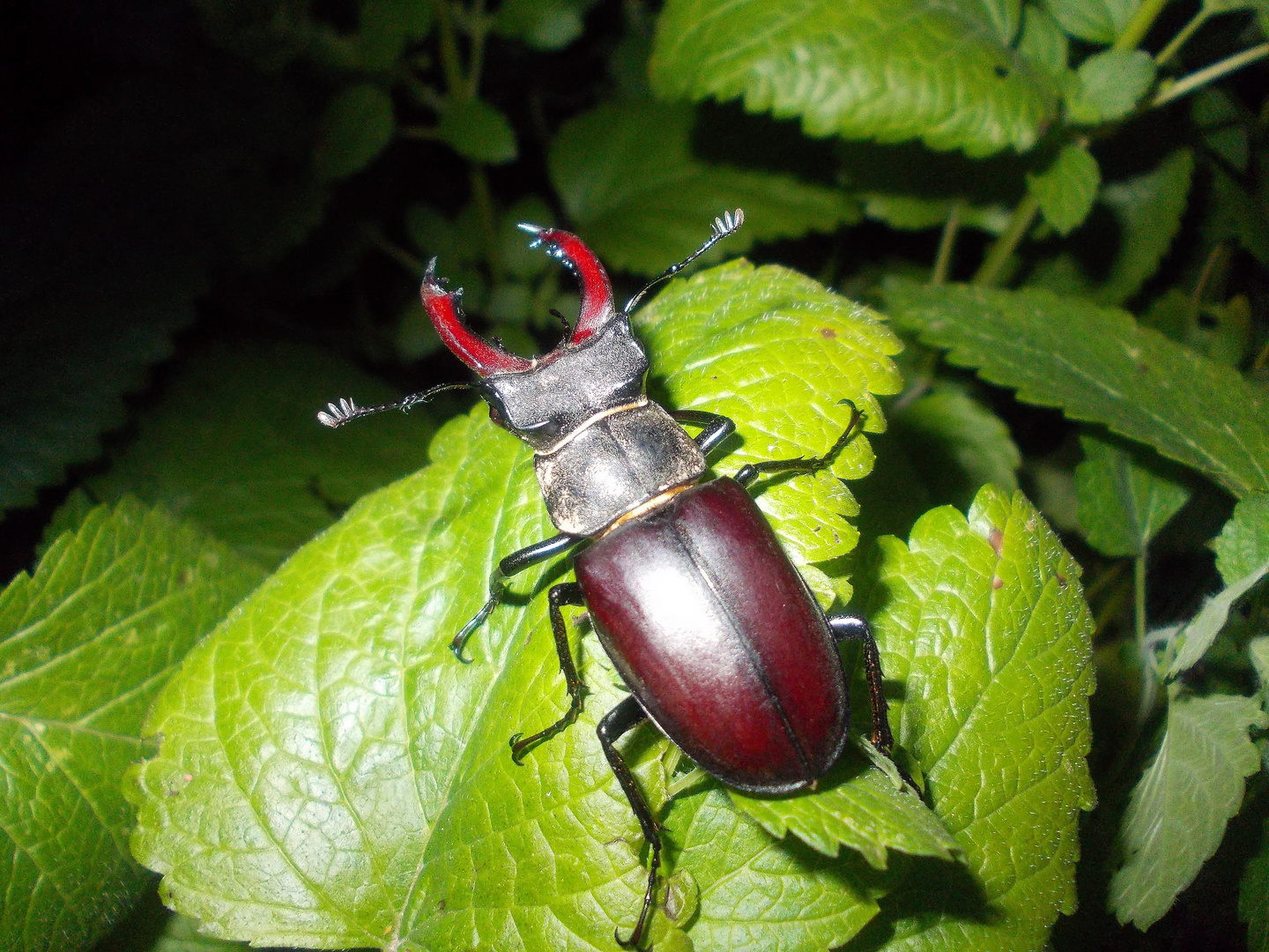 Lucarne photo et image | insectes Images fotocommunity