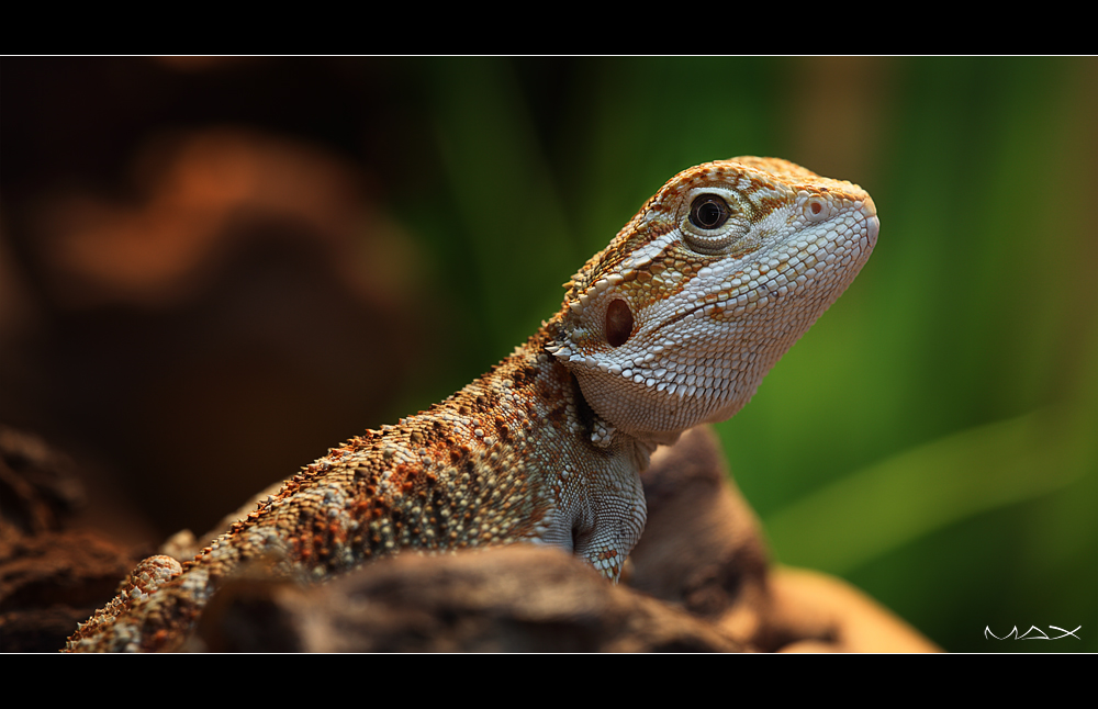 - LucertO - Foto % Immagini| animali, rettili e anfibi, animali ...