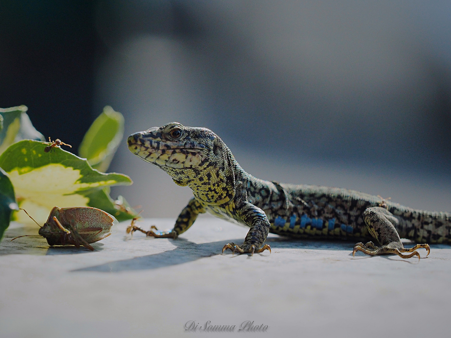 lucertola Foto % Immagini| animali, rettili e anfibi, olympus Foto su ...