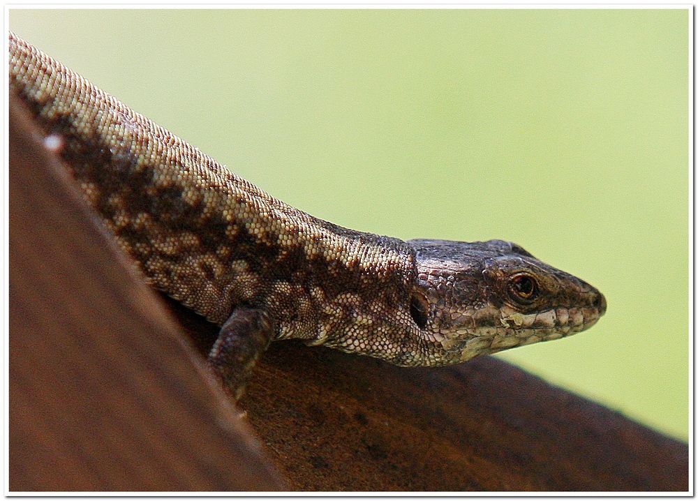 Lucertola. Foto % Immagini| macro e close up, altre macro, casa ...