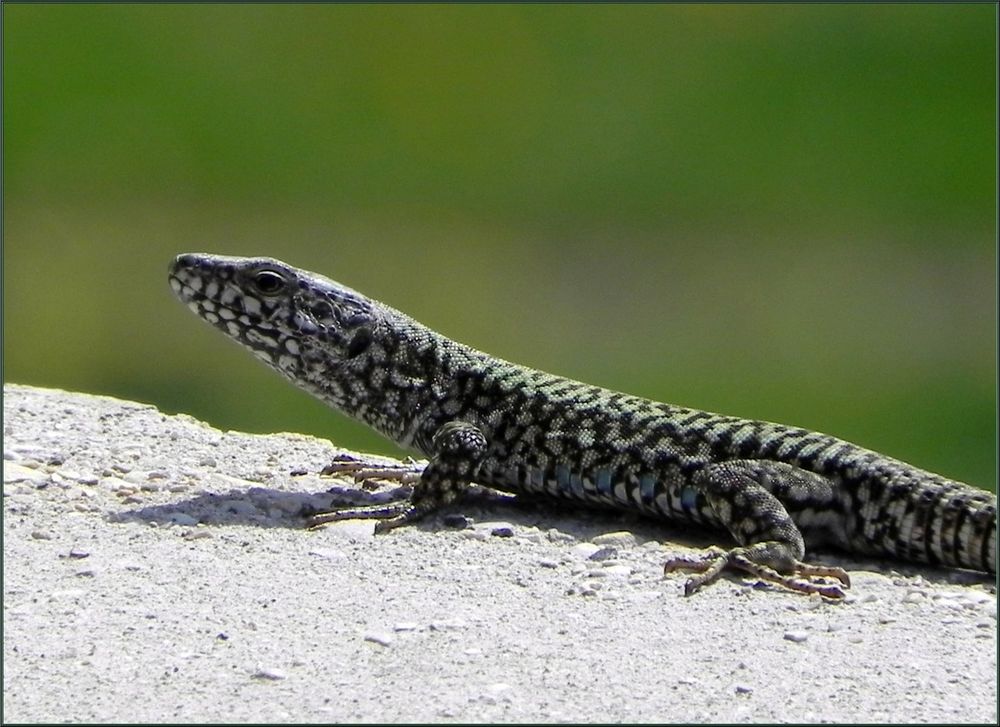 LUCERTOLA Foto % Immagini| macro e close up, macro di insetti, foto da ...
