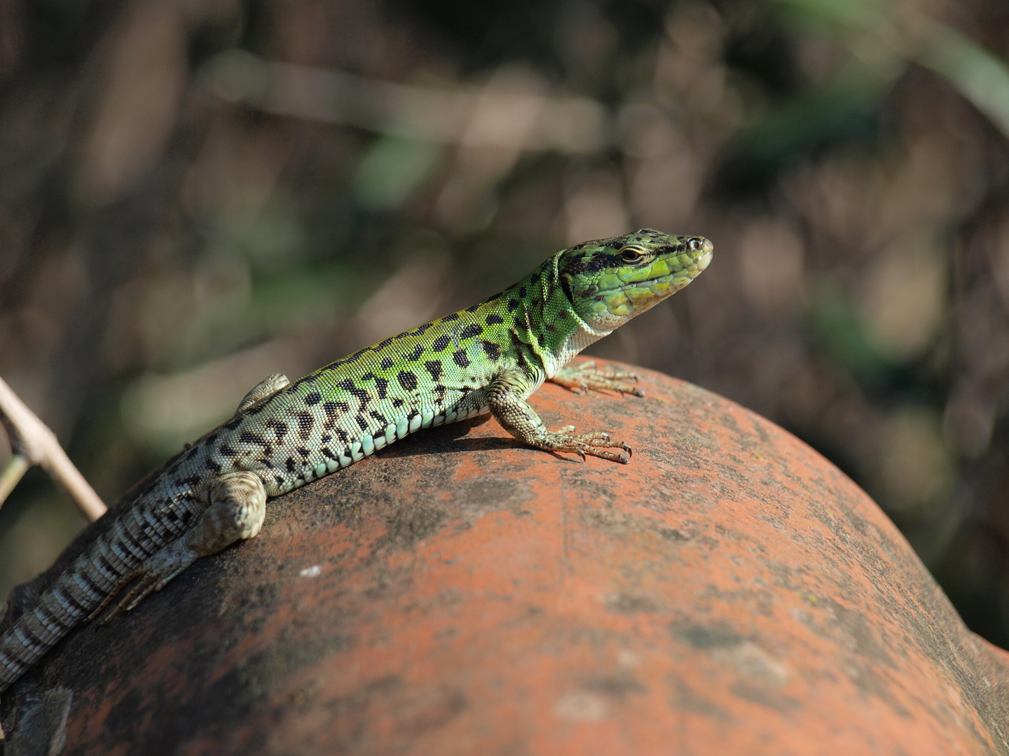 Lucertola Foto % Immagini| animali, rettili e anfibi, natura Foto su ...