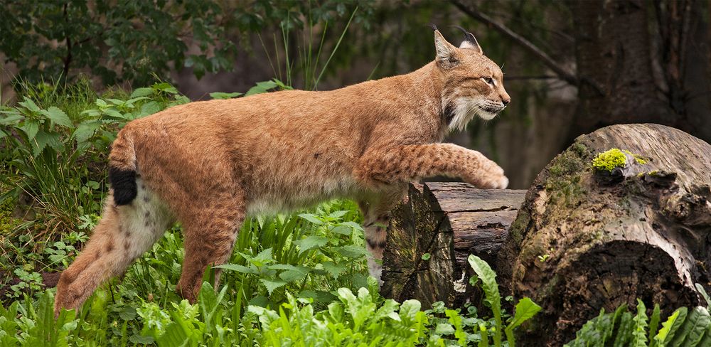 Luchs 001 Foto & Bild | landschaft, lebensräume, sommer Bilder auf ...